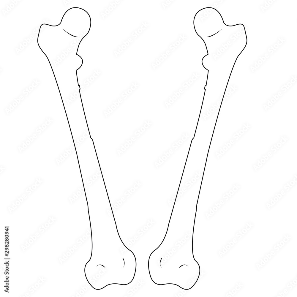 Femur Bone. Vector illustration-1 Stock Vector | Adobe Stock