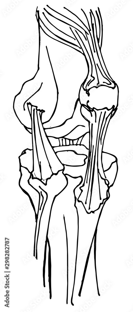 Simple human knee joint anatomy illustration in white background ...