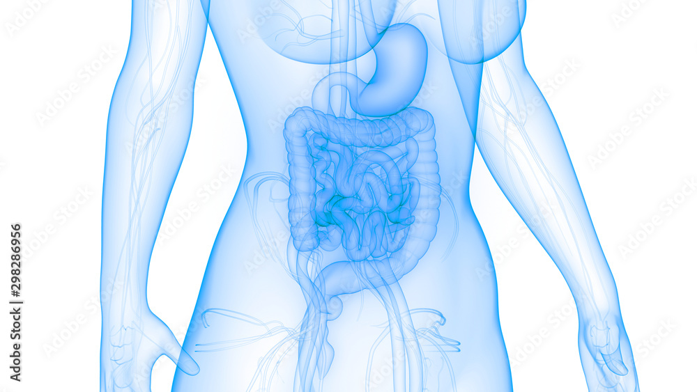 Human Internal organs Digestive System Anatomy Stock Illustration ...