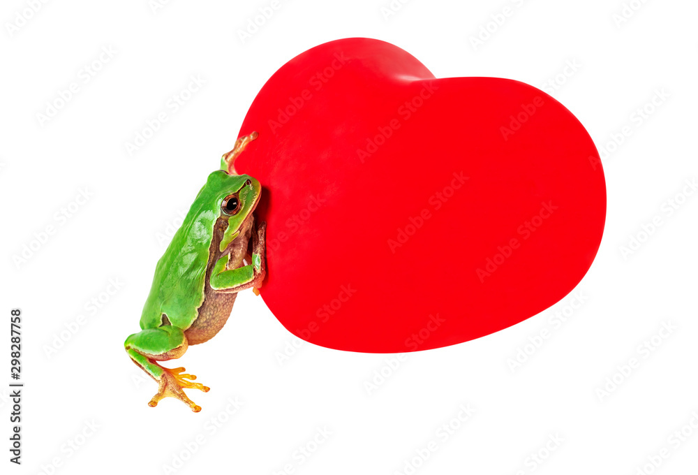 Frog with heart shape. Green frog with red heart shape symbol isolated ...