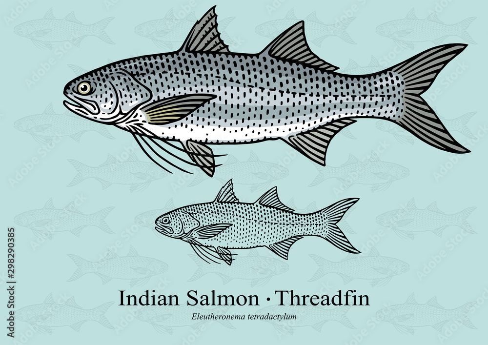 Vettoriale Stock Indian Salmon, Threadfin. Vector illustration with refined details and ...