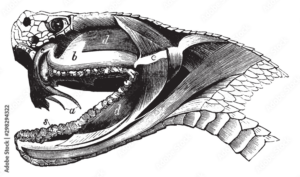 Cross section of a viper head, vintage illustration. Stock Vector ...