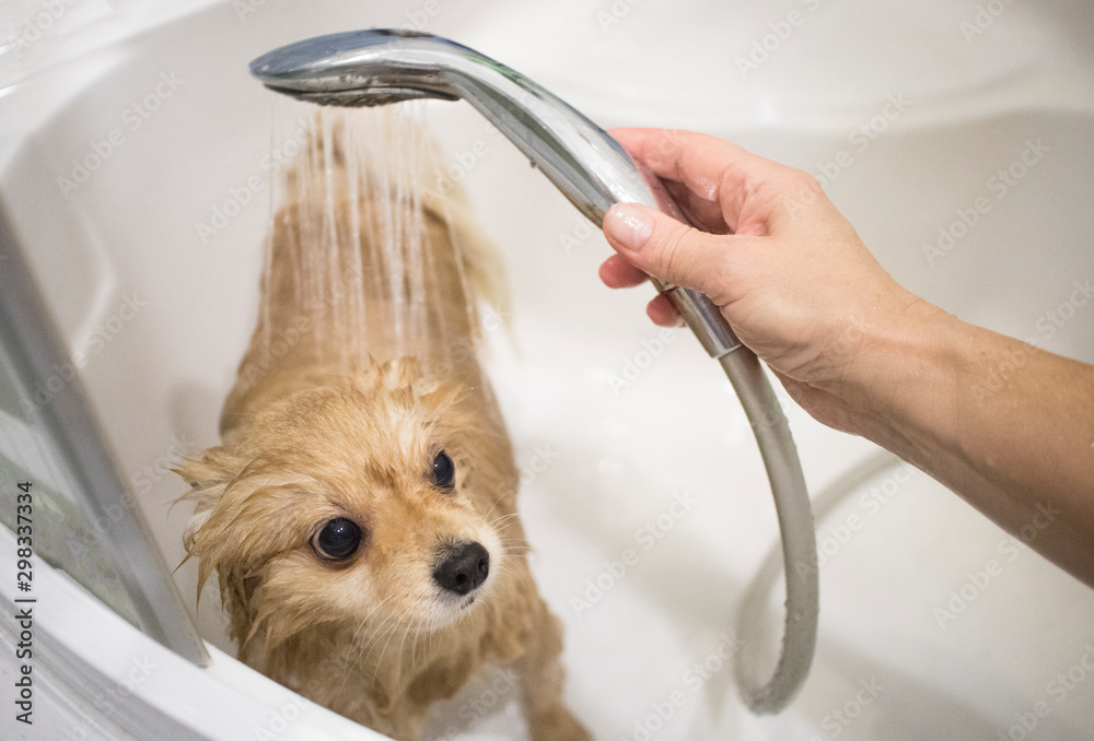 Can You Wash Your Dog With Laundry Detergent