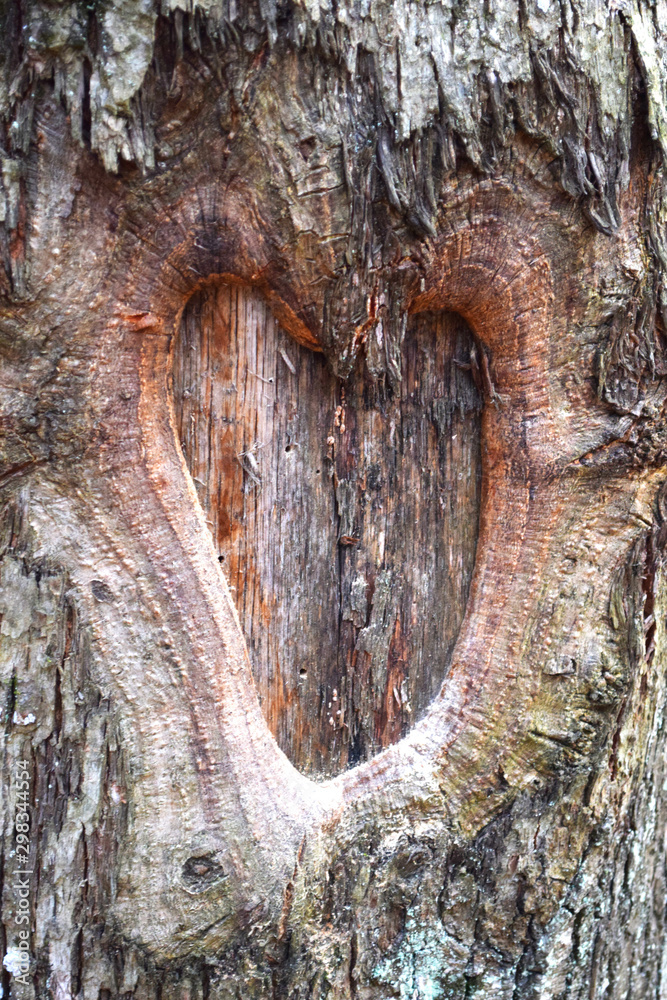 Heart shaped hollow, Tree bark background, Natural wood texture, Love ...