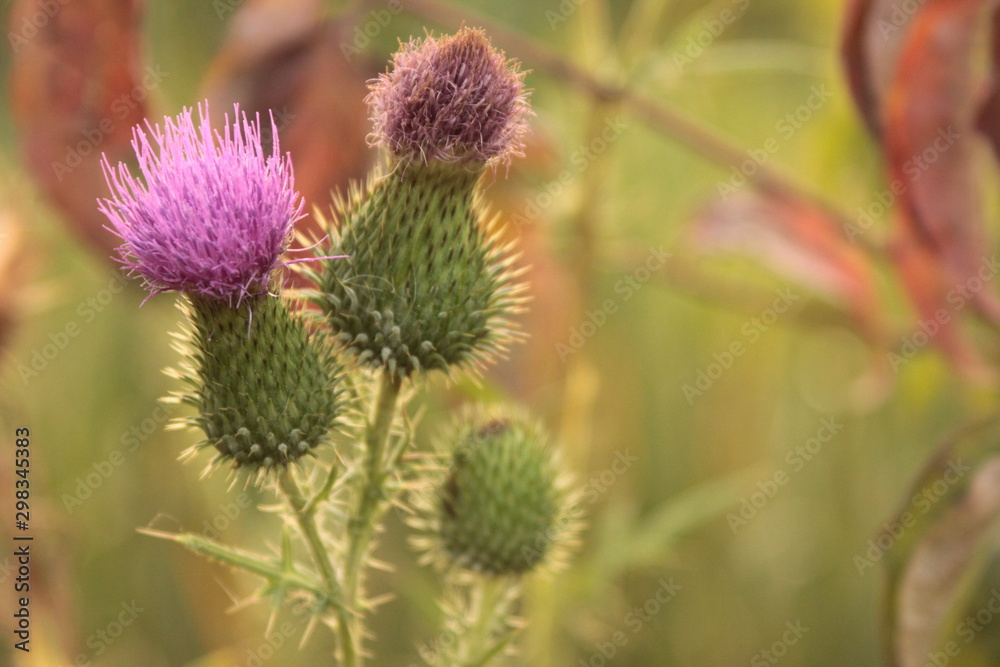 Thistle in bloom. Close up of a pink Bull Thistle flower. Also known as ...