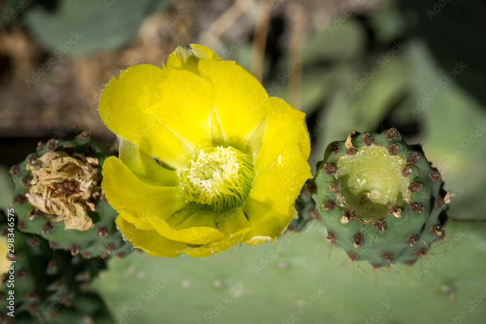 Opuntia ficus-indica, commonly known as, among others, prickly pear ...