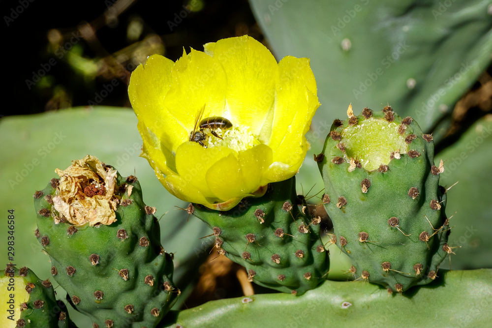 Foto de Opuntia ficus-indica, commonly known as, among others, prickly ...