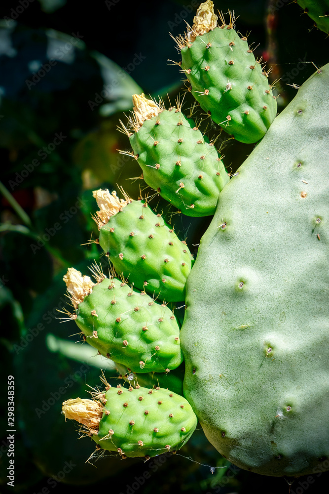Opuntia ficus-indica, commonly known as, among others, prickly pear ...