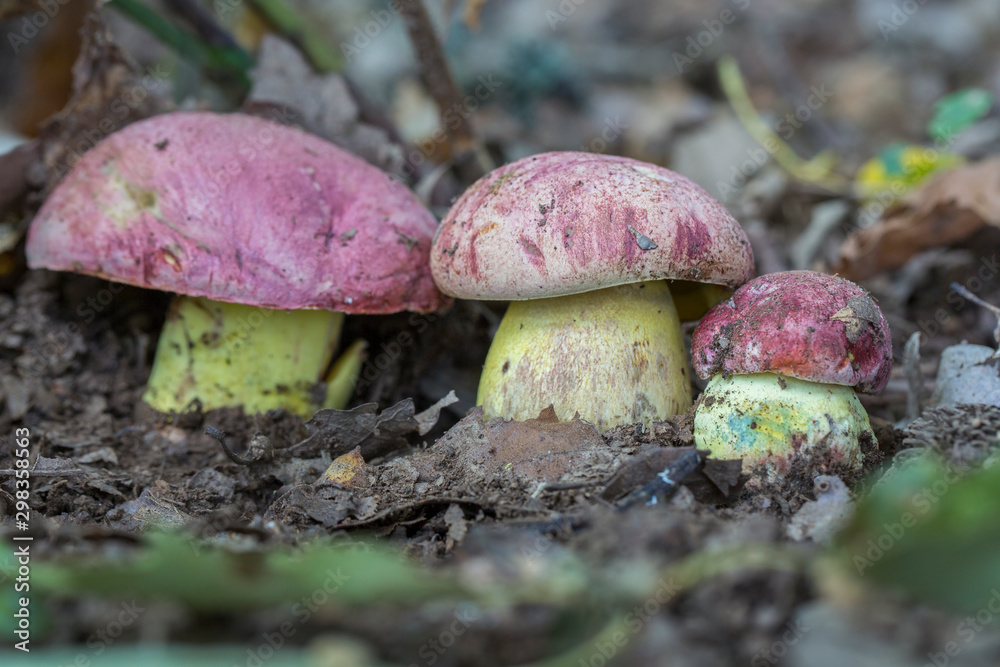 White mushrooms Butyriboletus regius (boletus regius ) in the forest ...