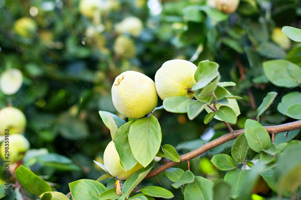 ripe yellow quince fruit grows on a quince tree with green foliage in ...