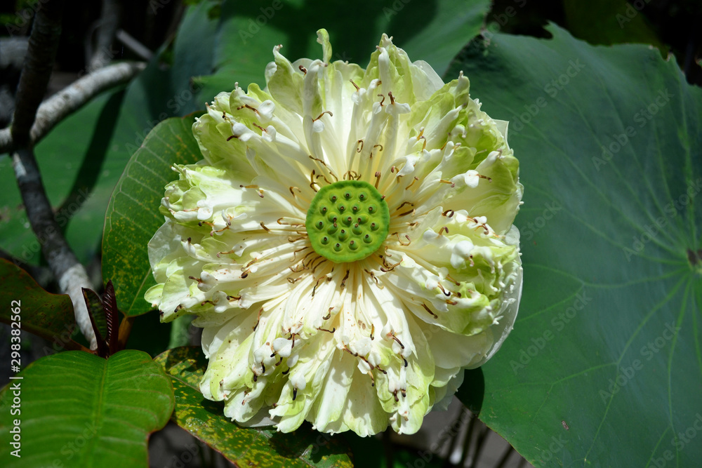 Flowers with thick and irregular petals, the center of the flower is ...