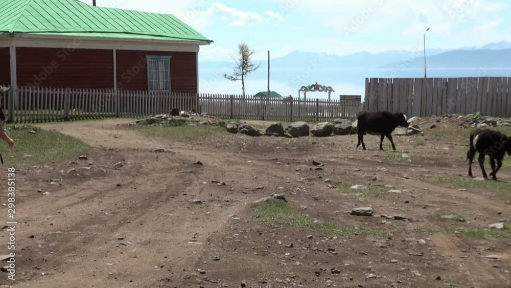 One long-haired yak cow tibetan bull sarlyk grunting ox farm animals ...