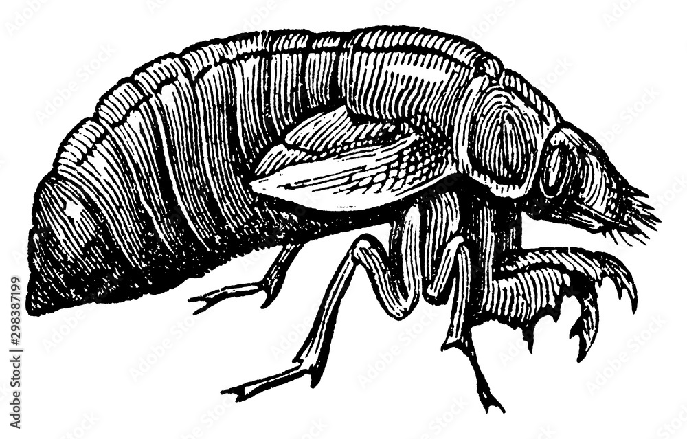 Vintage Cicada Illustration