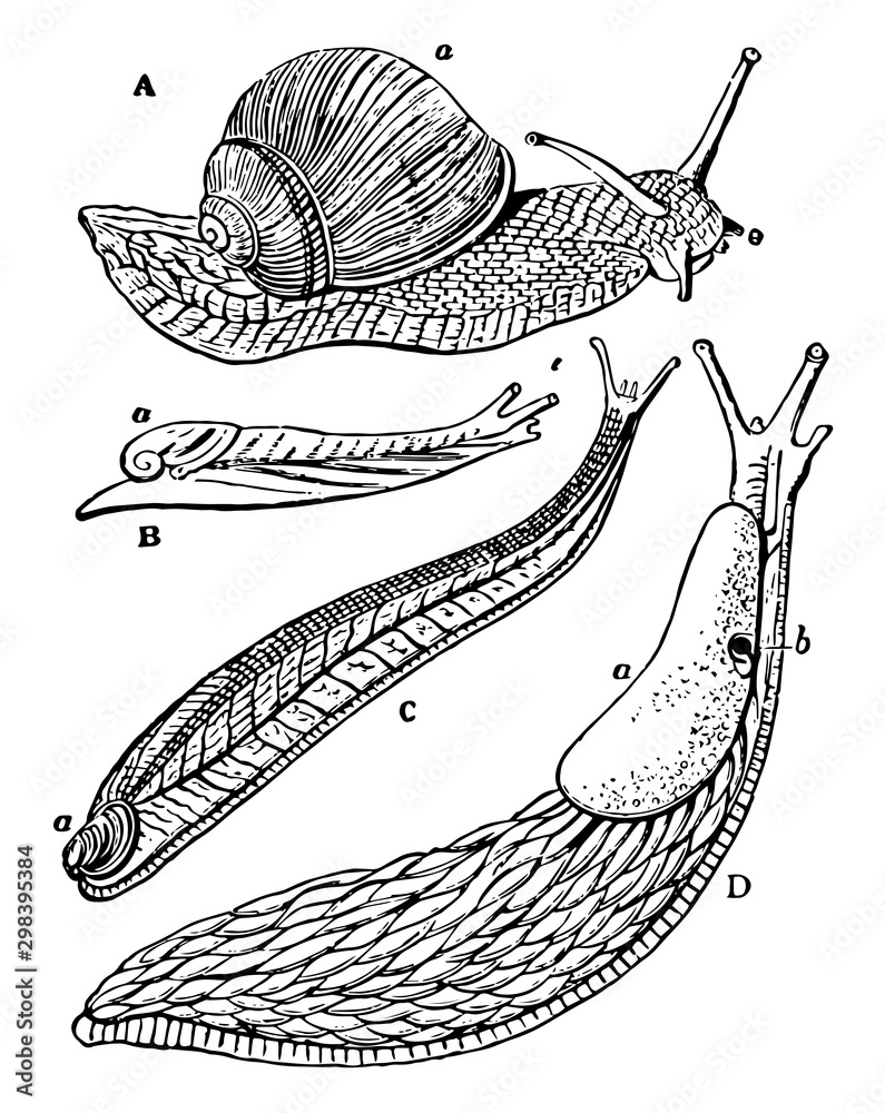 Slug Illustration