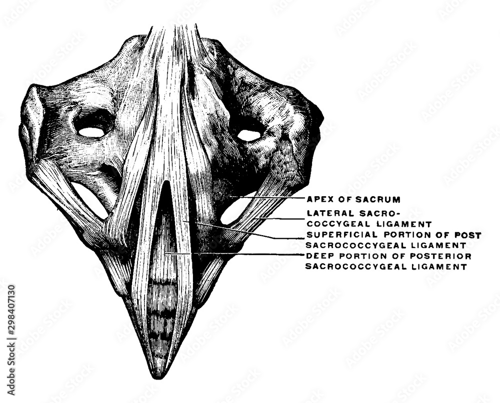 Poster Ligaments between Sacrum and Coccyx, vintage illustration ...