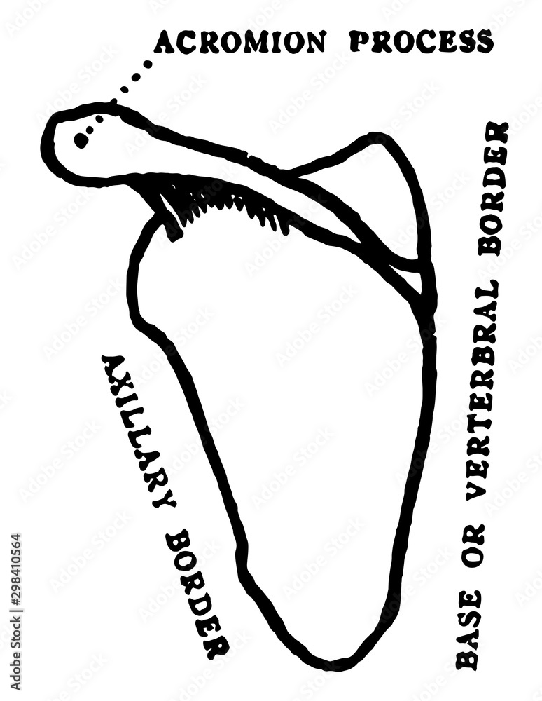 Axillary Border Of Scapula