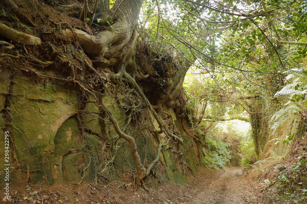 An ancient sunken path (Hell Lane) near village of Symondsbury in west ...