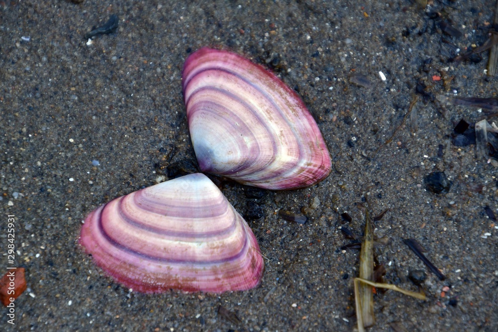 Purple Clam Shell