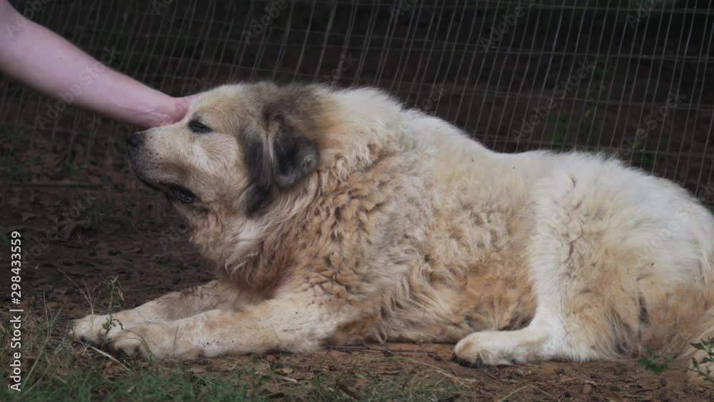 Close up of big furry Great Pyrenees being rubbed. The Great Pyrenees ...
