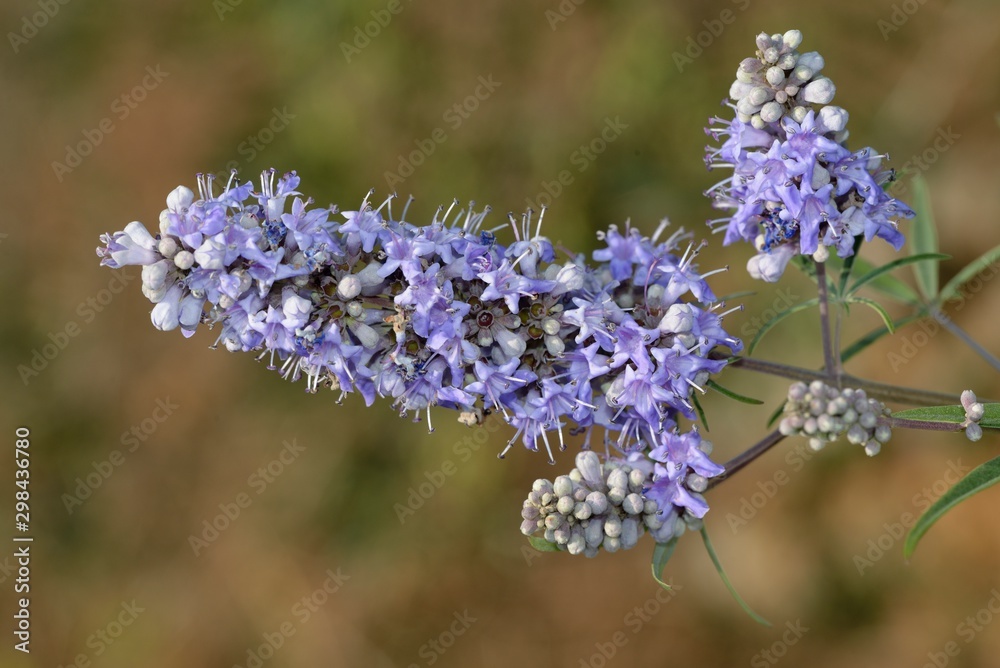 Fotka „Vitex agnus-castus, also called vitex, chaste tree (or ...
