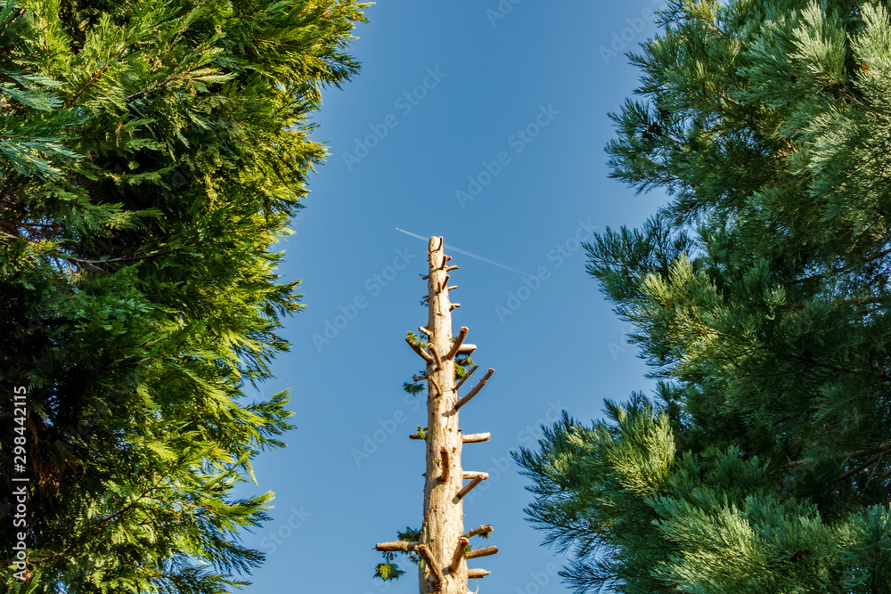 Isolated and stripped Pine Tree seen frames by tall smaller trees in a ...