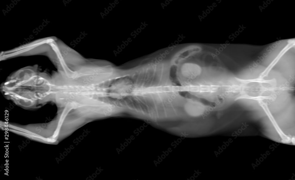 black and white CT scan of a cat pet on a black background with visible ...