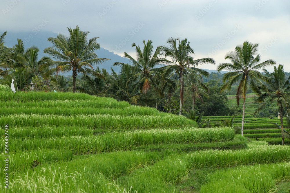 Green rice fields Jatiluwih on Bali island are UNESCO heritage site, It ...
