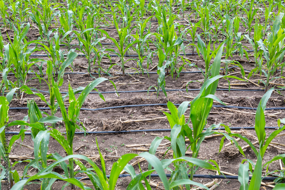 Corn farm with dipping water system. DIY Automatic Watering System for ...