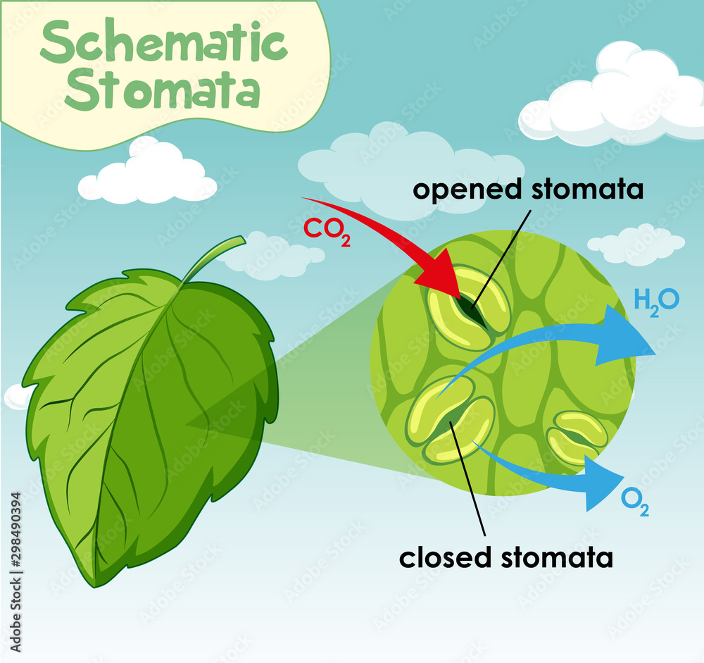 Diagram showing schematic stomata Stock Vector | Adobe Stock