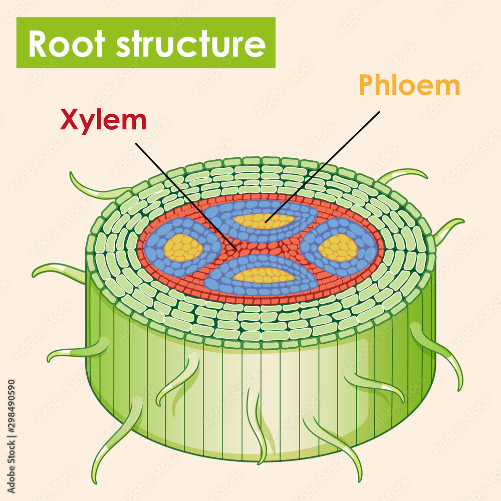 Root Cell Diagram