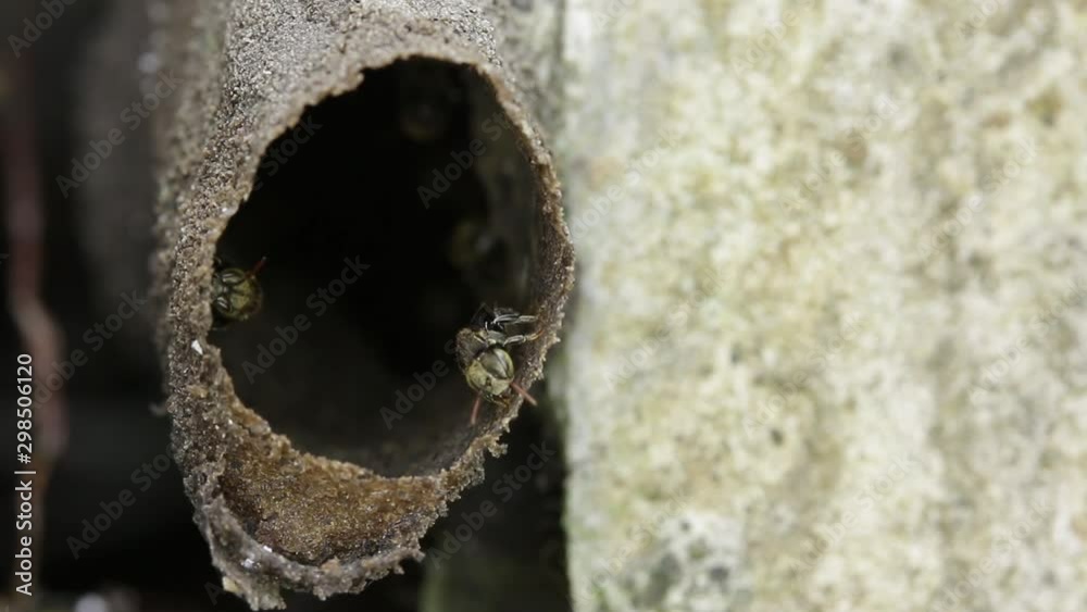 Melipona nest entrance, native stingless bees of Mexico Stock ビデオ ...