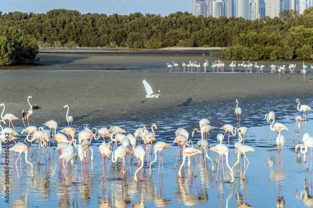 Caribbean pink flamingo at Ras al Khor Wildlife Sanctuary, a wetland ...