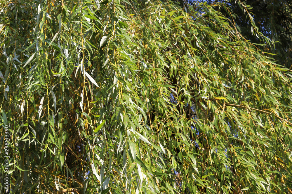 Leaves of weeping willow close up. Green leafy background for posting ...