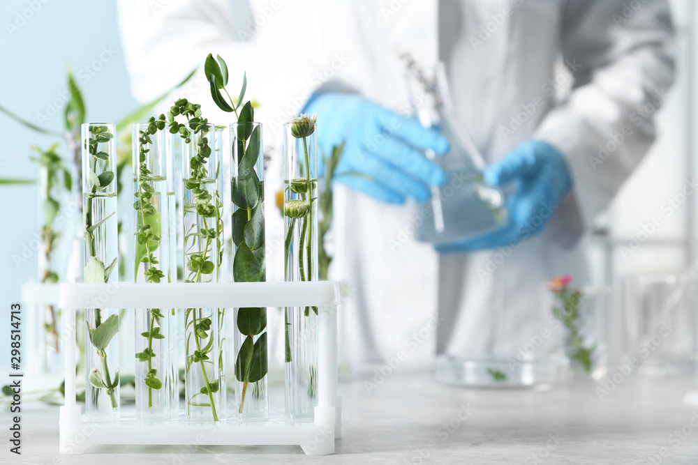 Test tubes with different plants on table in laboratory Stock Photo ...