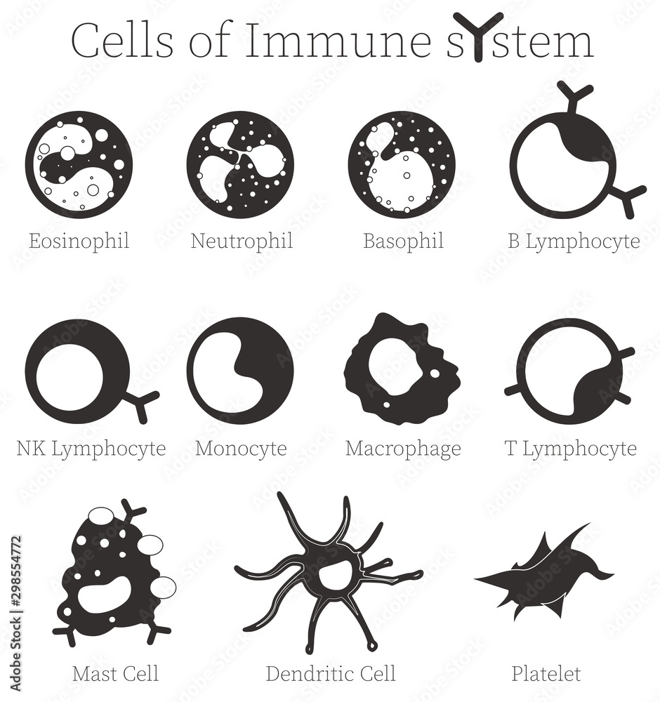 Human Immune System Cells