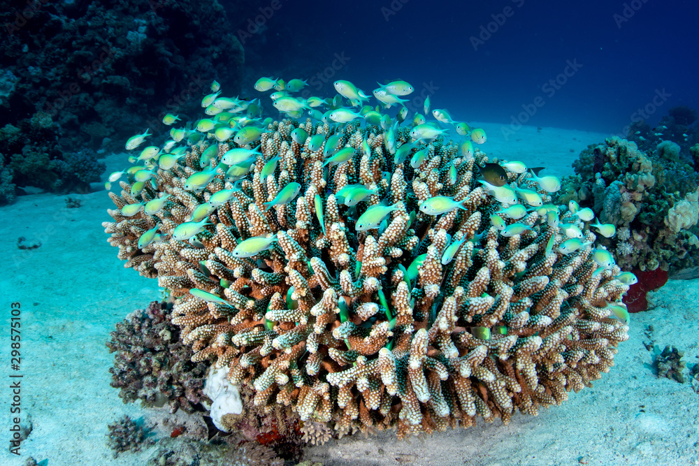 Beautiful acropora coral, with a school of blue green chromis (Chromis ...