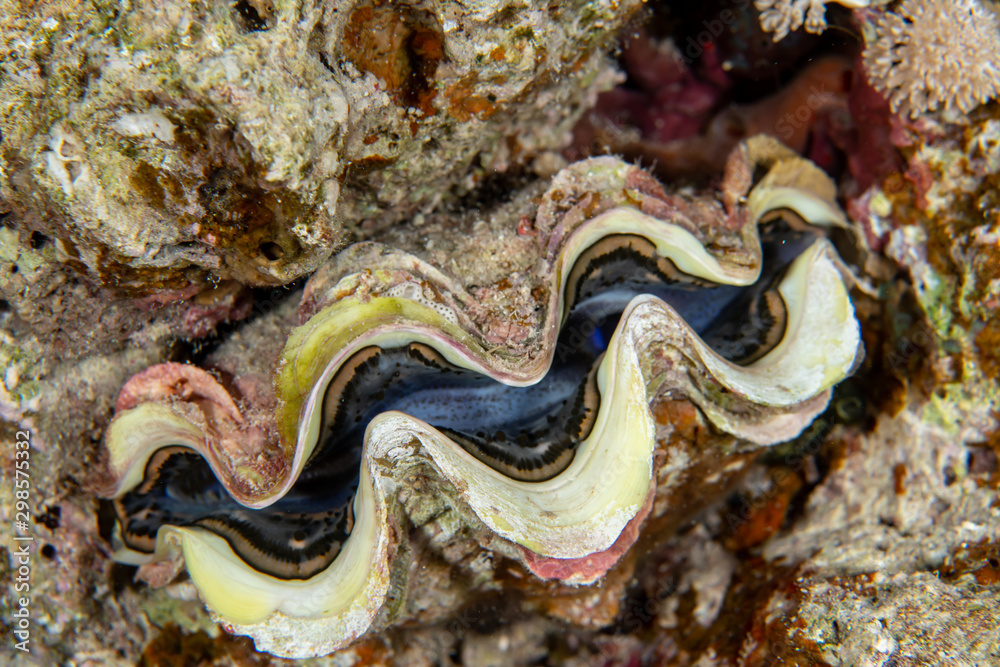 Giant clam sitting in a rock crevice on the coral reef in Red Sea ...