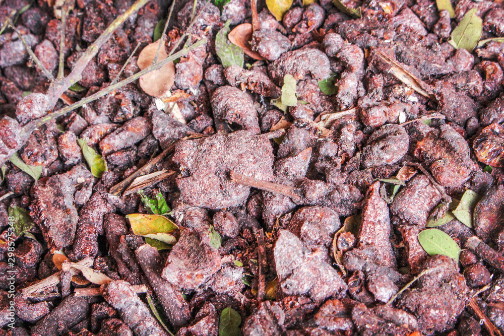 Pile of laccifer lacca kerr rasin, stick lac on branches of rain tree ...