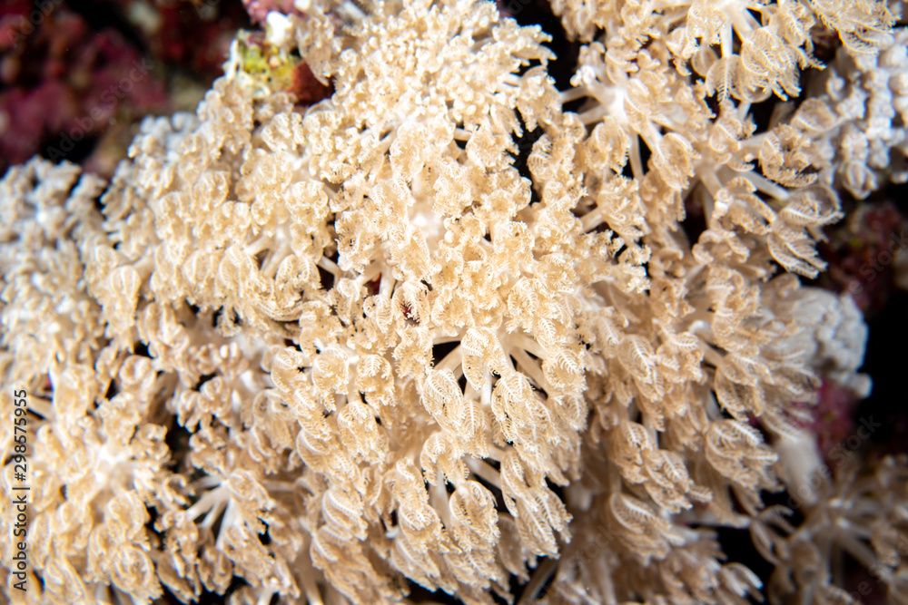 Pulsating Xenia (Xenia sp) macro shot on the coral reefs of the Red Sea ...