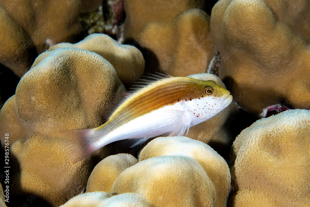 Adult Freckled hawkfish/black-side hawkfish (Paracirrhites forsteri) in ...