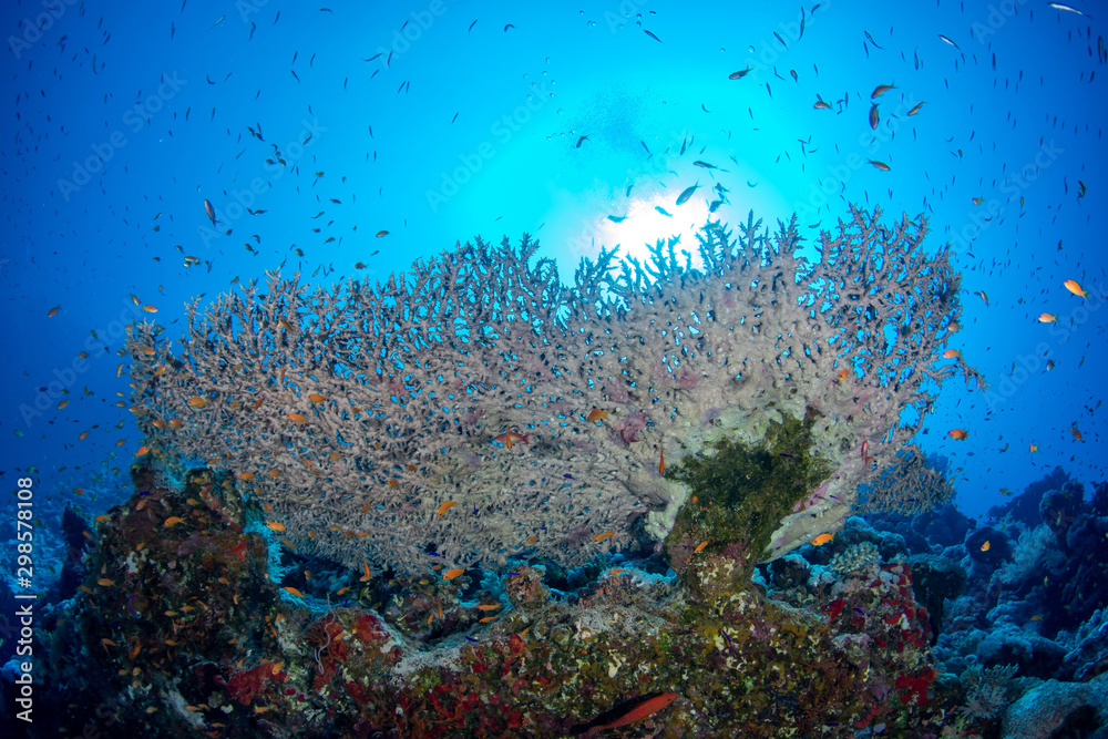 Closeup of the table coral (prob. Acropora pharaonis) against the sun ...