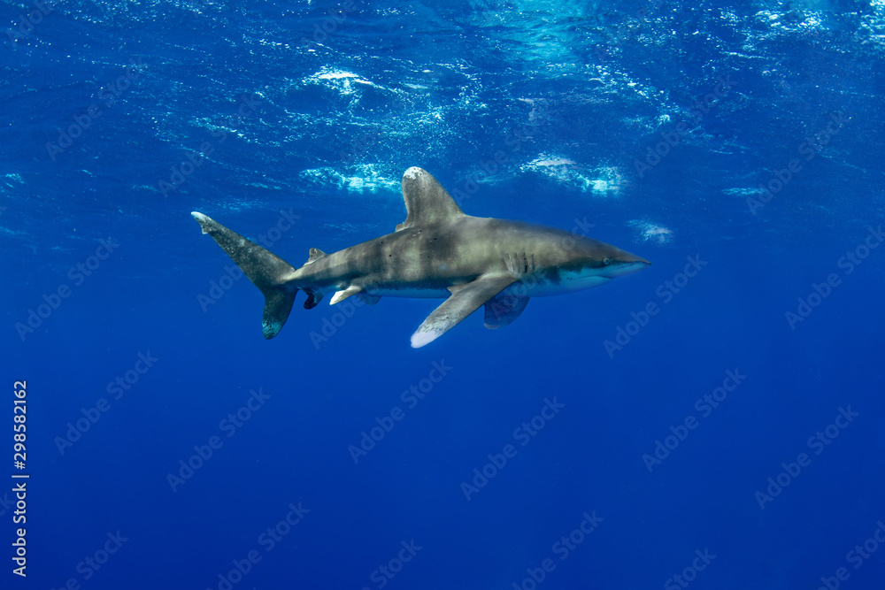 Oceanic whitetip shark, Carcharhinus longimanus Stock Photo | Adobe Stock
