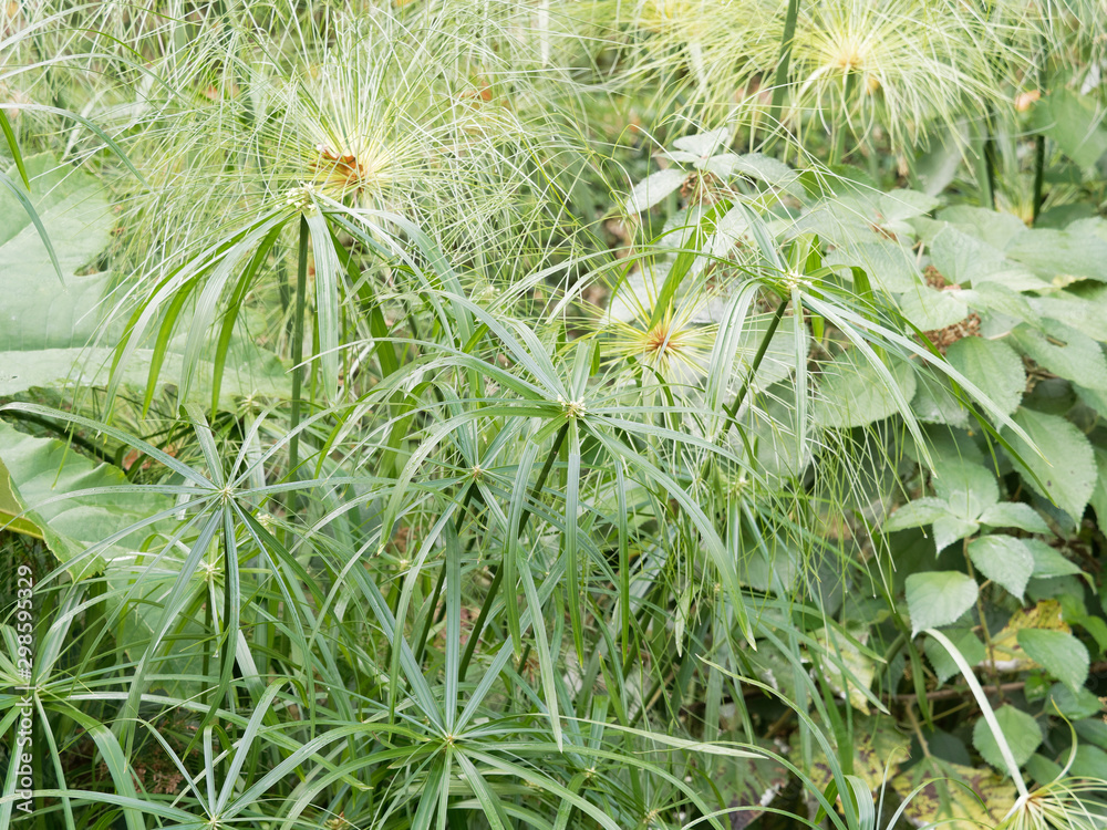 (Cyperus papyrus) Papyrus du nil ou jonc du Nil aux longues tiges avec ...
