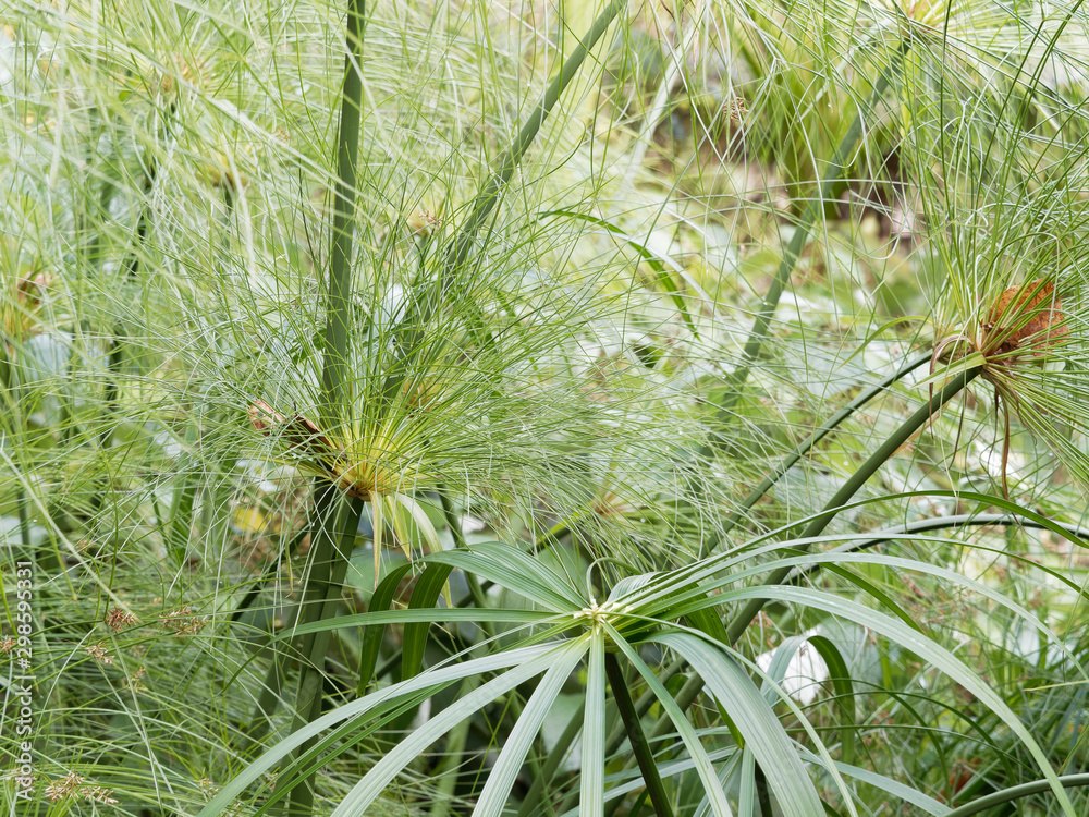 (Cyperus papyrus) Papyrus du nil ou jonc du Nil Stock Photo | Adobe Stock
