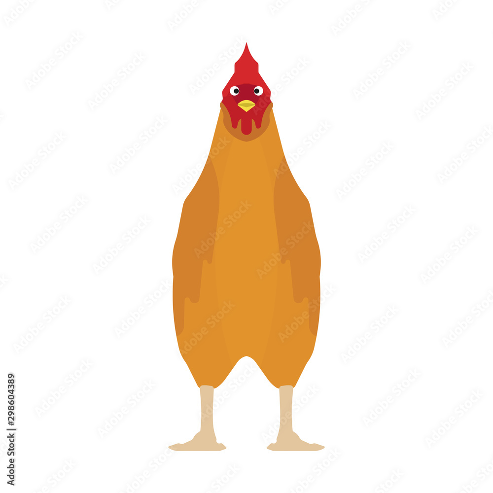 Chicken front view vector animal illustration. Rooster farm cartoon ...