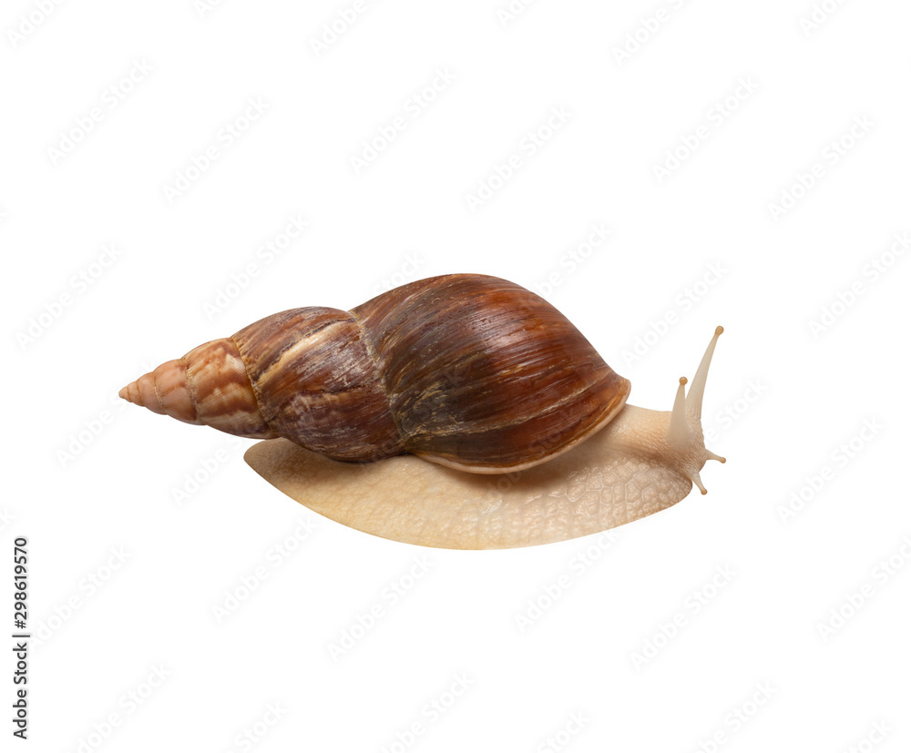 Giant African snail Achatina isolated on white background. Tropical ...
