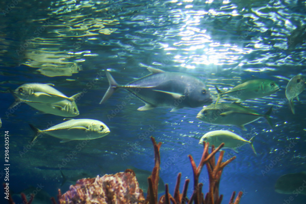 Large grey and blue fish underwater, filmed from below. The sun's rays ...