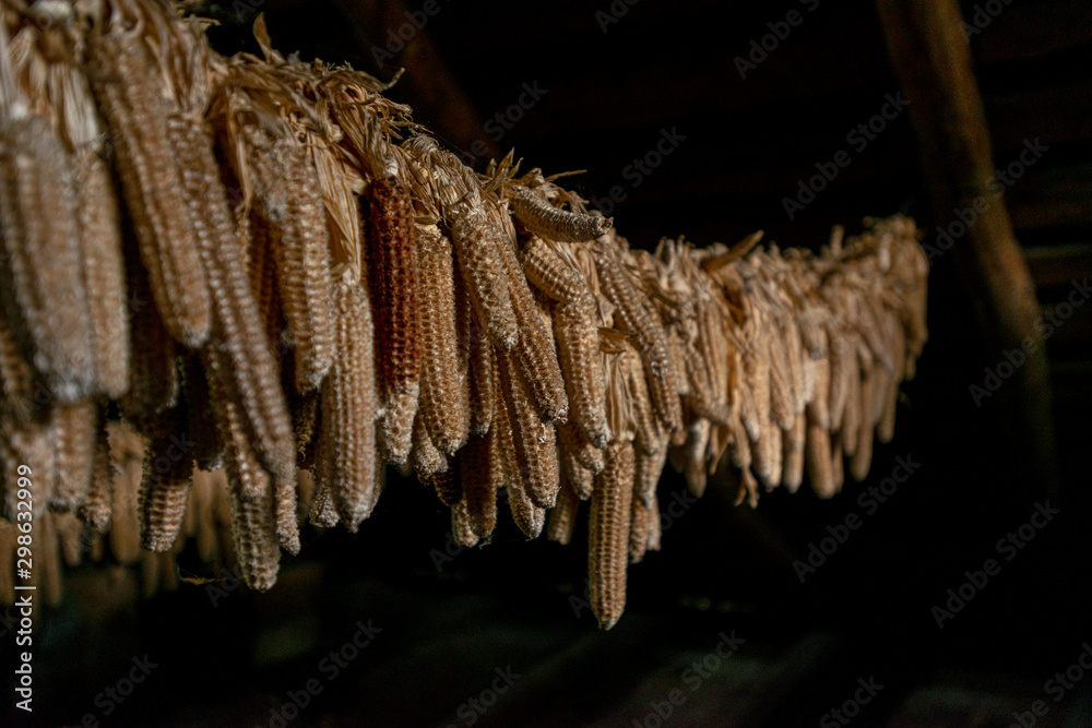 dried corn pumpkins are suspended for 33 years in the attic of a house ...