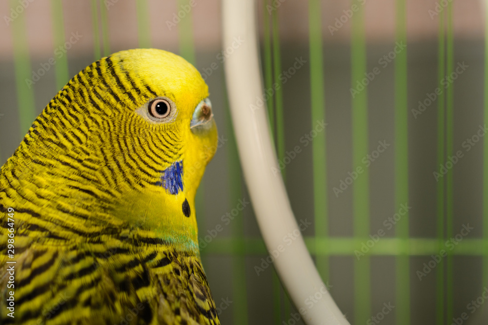 Green And Yellow Parrot In A Cage