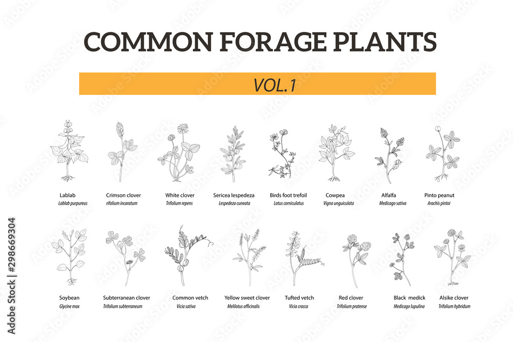 Poster Big set of common forage plants, hand drawn – Wall Art | UkPosters